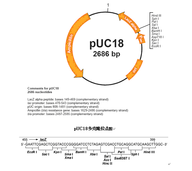 pUC18/19质粒的缺点是什么？